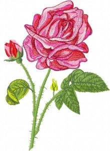 Rose Bella - Margarida Broderie